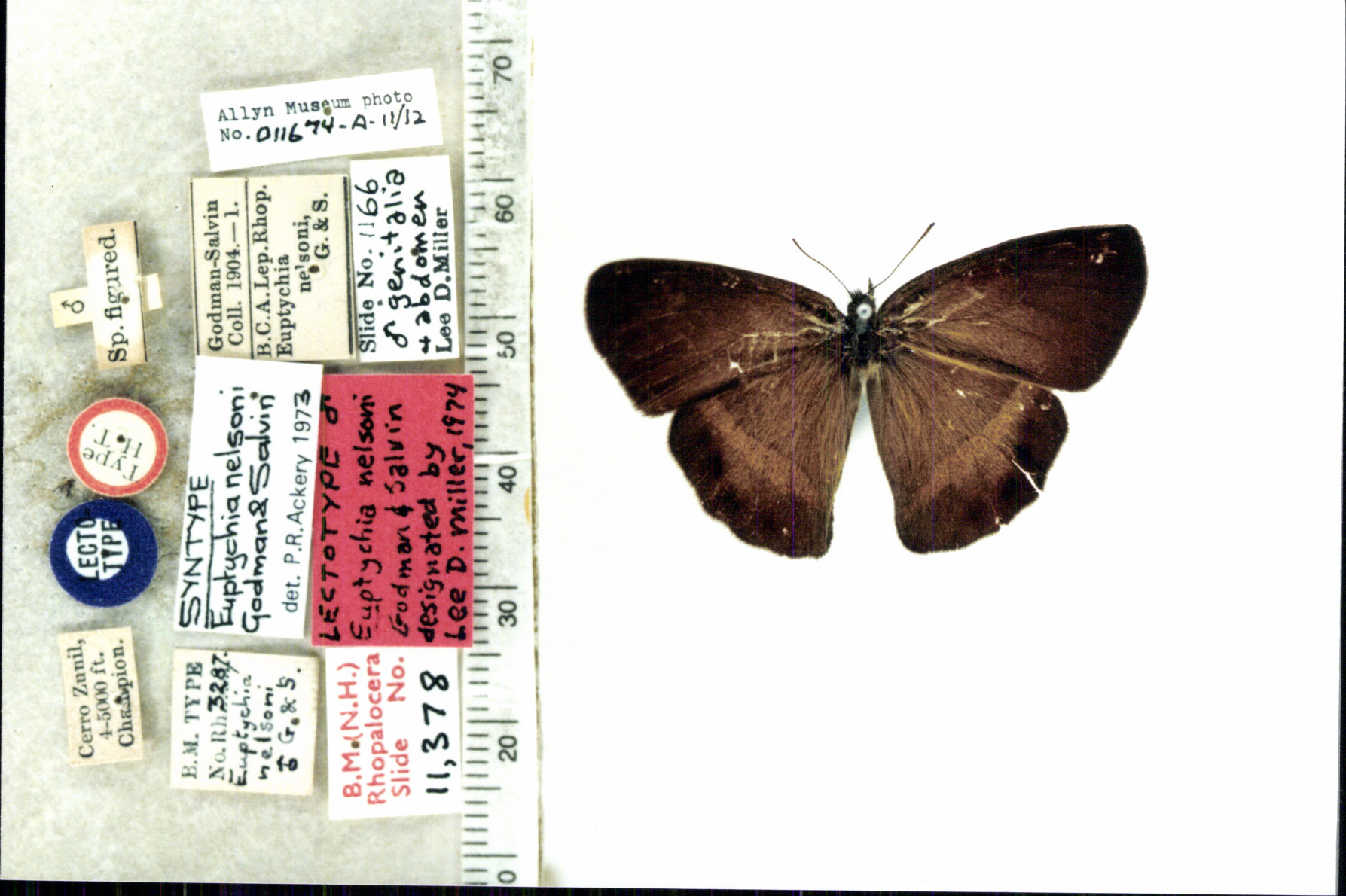 Cyllopsis nelsoni (type specimens)