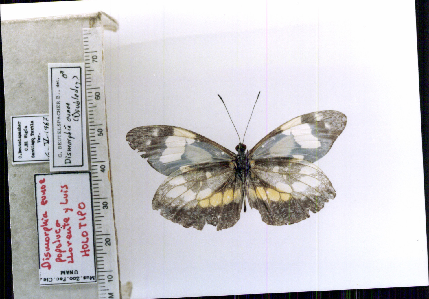 Dismorphia eunoe popoluca (type specimens)