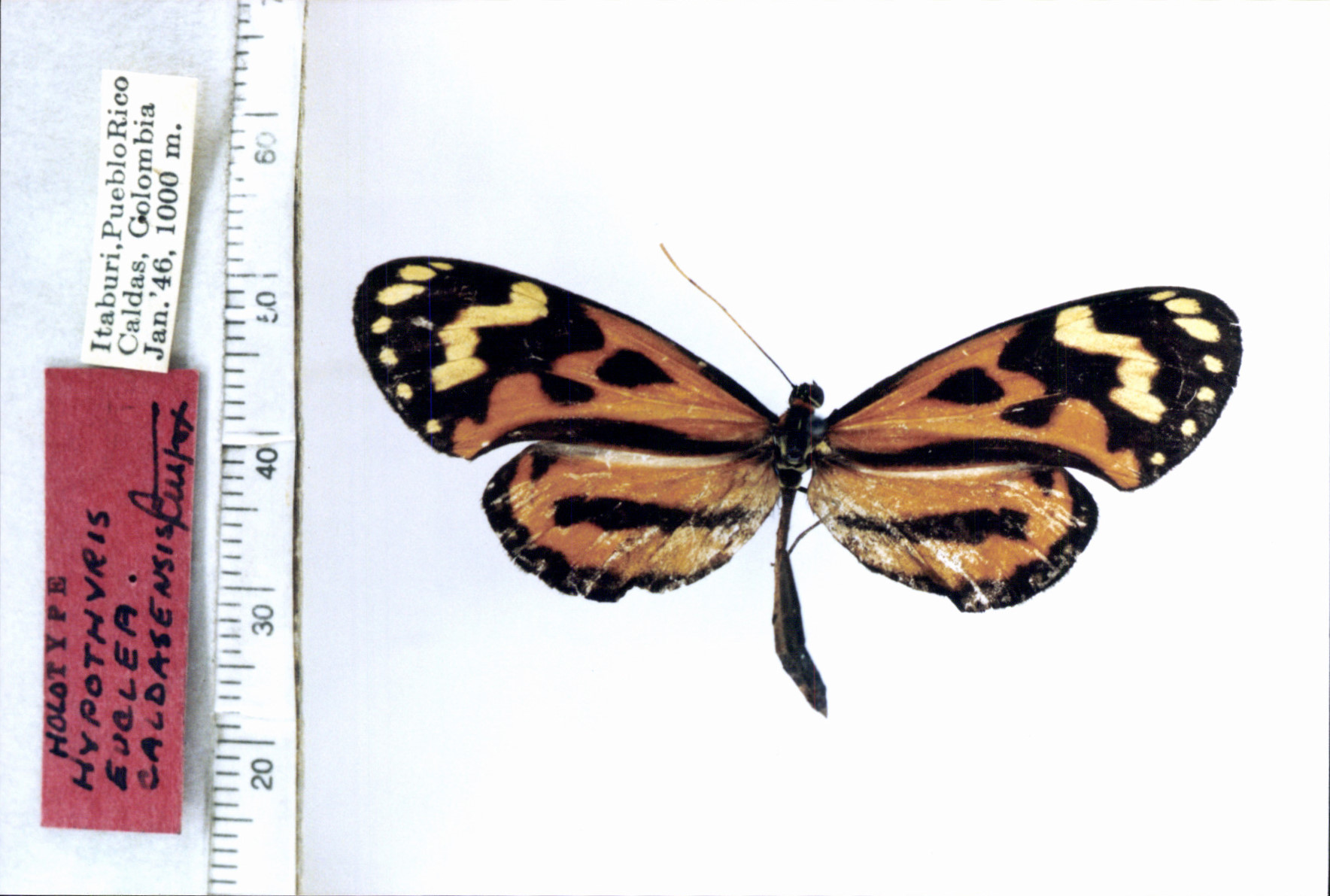 Hypothyris euclea caldasensis HOLOTYPE, TL: Colombia