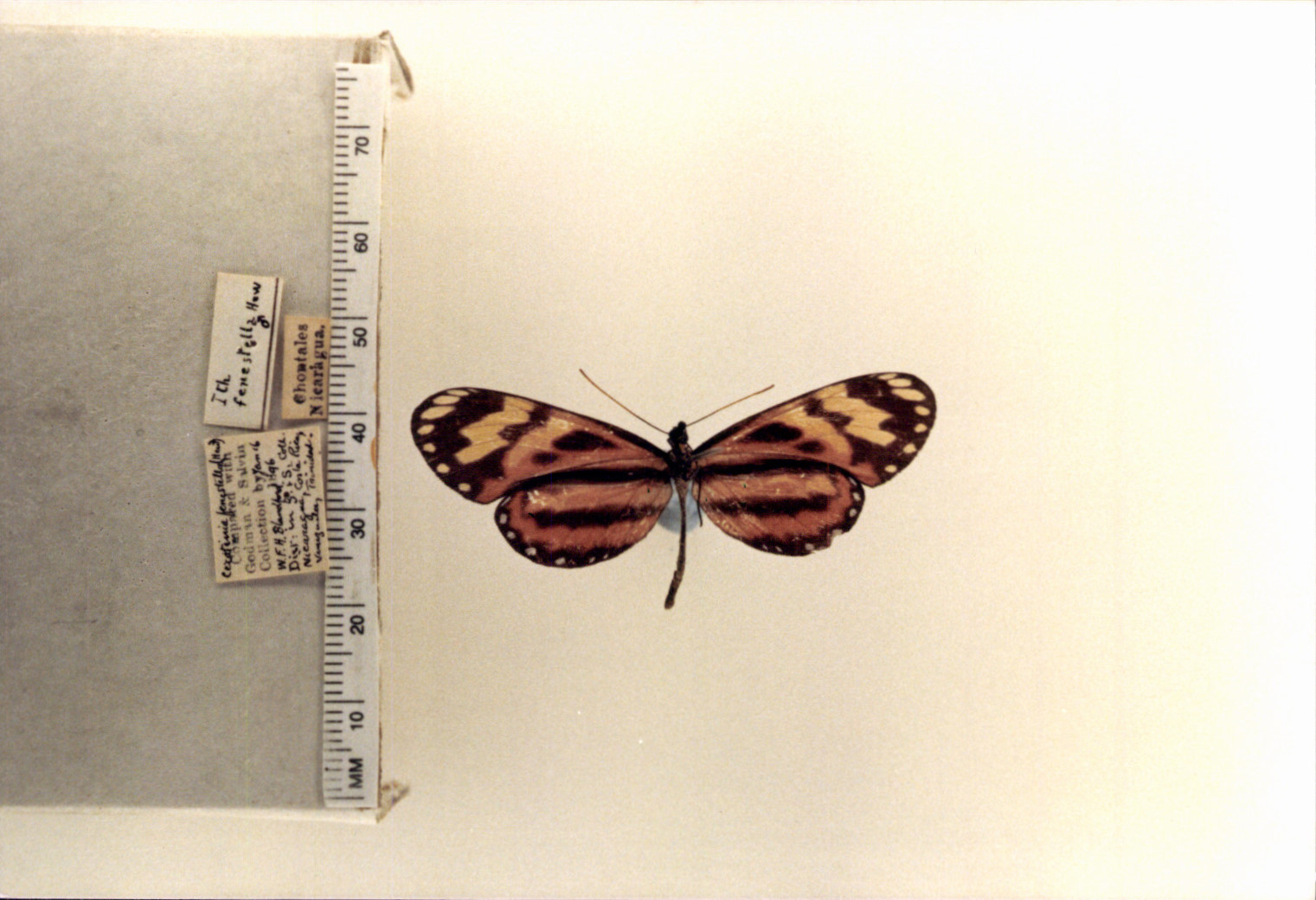 Hypothyris e. euclea (specimen of Ithomia fenestella Hewitson, 1854, TL ...