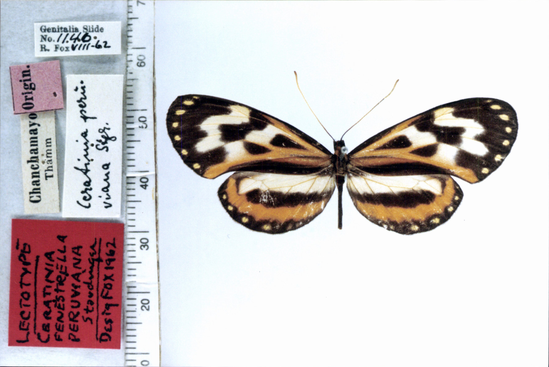 Hypothyris euclea peruviana (type specimens)