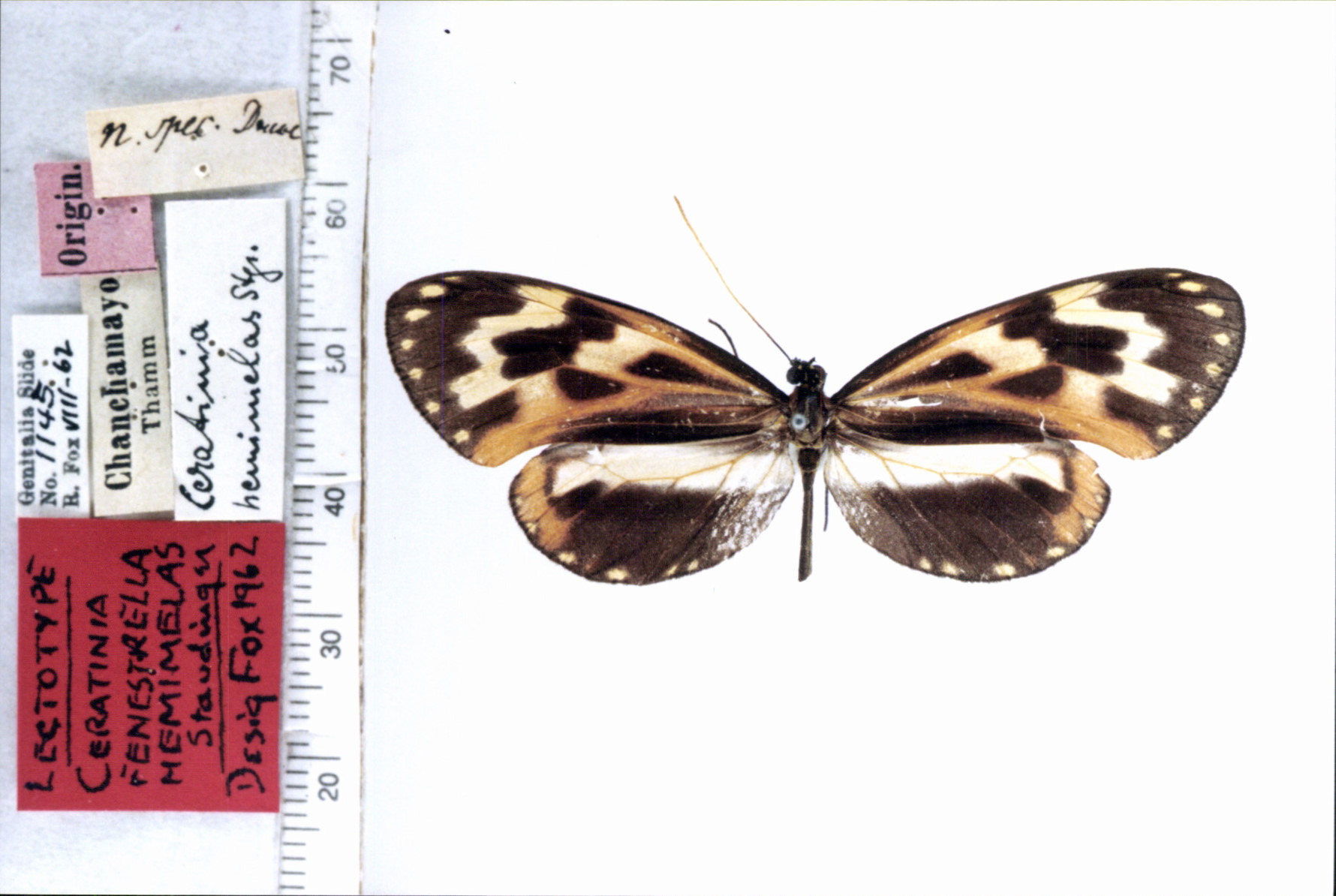Hypothyris euclea peruviana (type specimens)