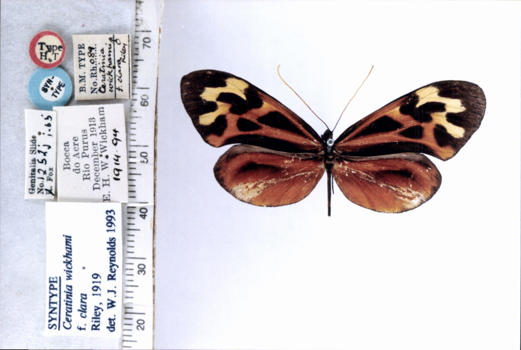 Hypothyris fluonia fluonia (Hewitson, 1854); Comments: TL: Brazil (Am)