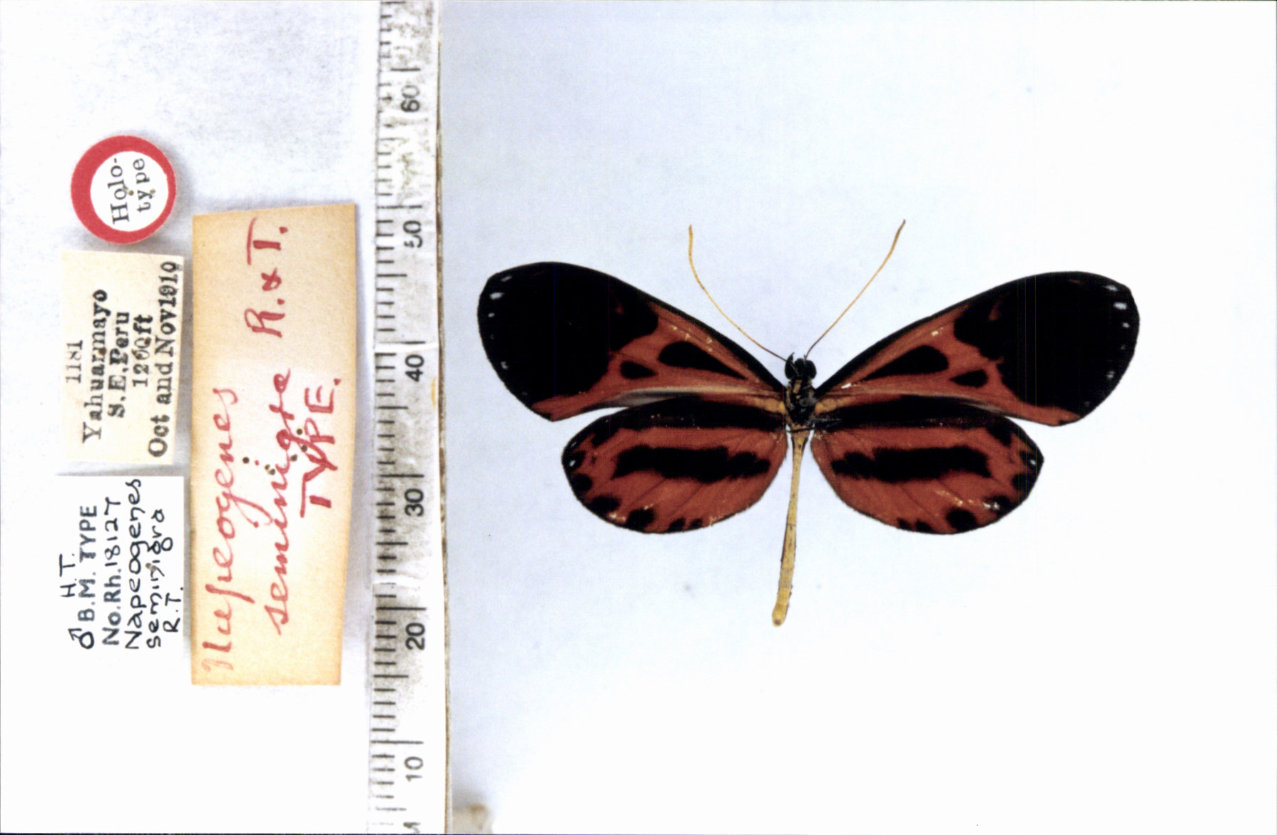Hypothyris fluonia seminigra HOLOTYPE, TL: Peru