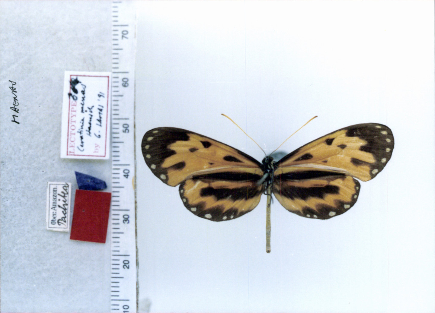 Hypothyris mamercus maenas LECTOTYPE, TL: [Peru]