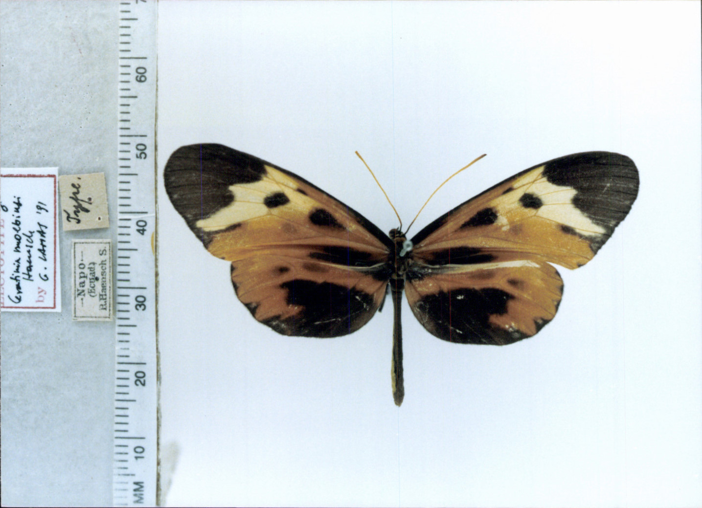 Hypothyris m. moebiusi (type specimens)