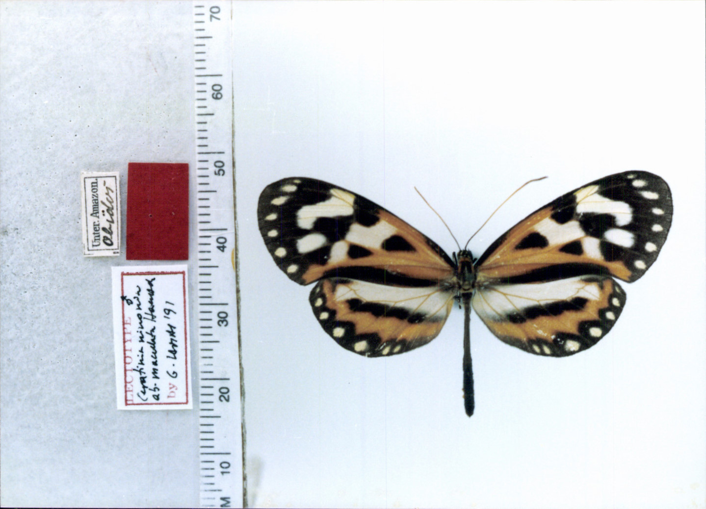 Hypothyris ninonia completa (Haensch, 1909); Comments: TL: Brazil (Pa)