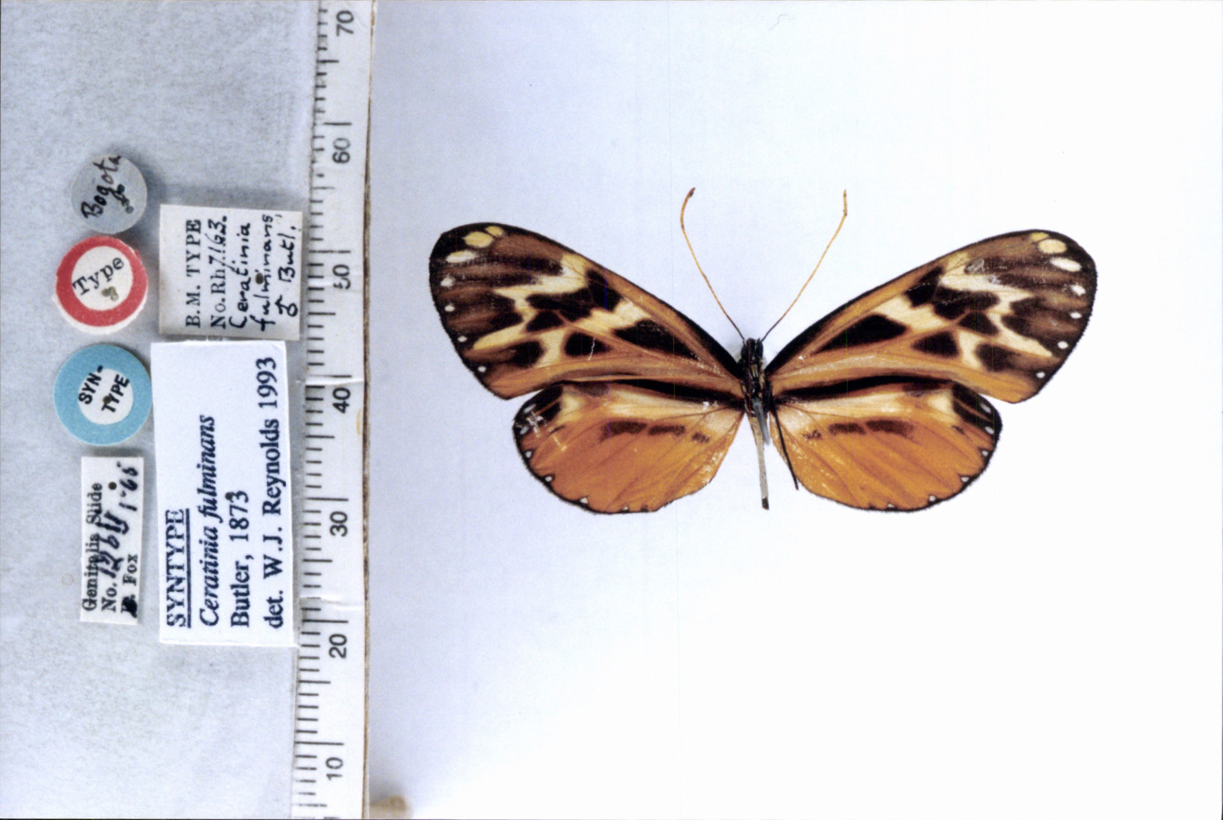 Hypothyris semifulva fulminans SYNTYPE, TL: Colombia