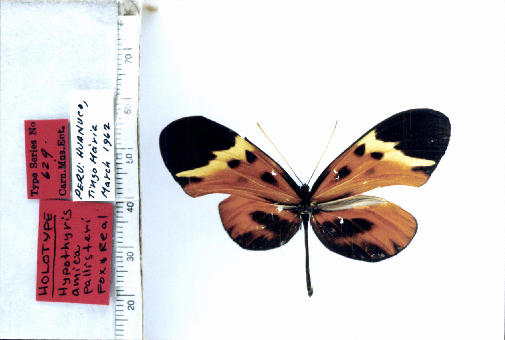 Hypothyris semifulva pallisteri (type specimens)