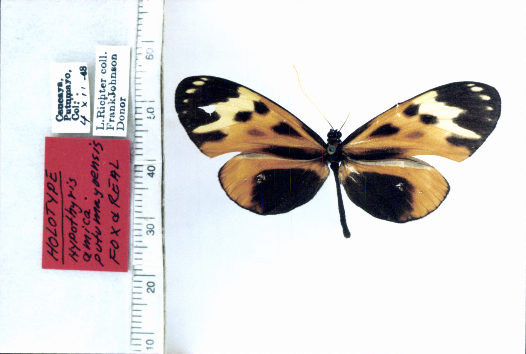Hypothyris semifulva putumayoensis HOLOTYPE, TL: Colombia