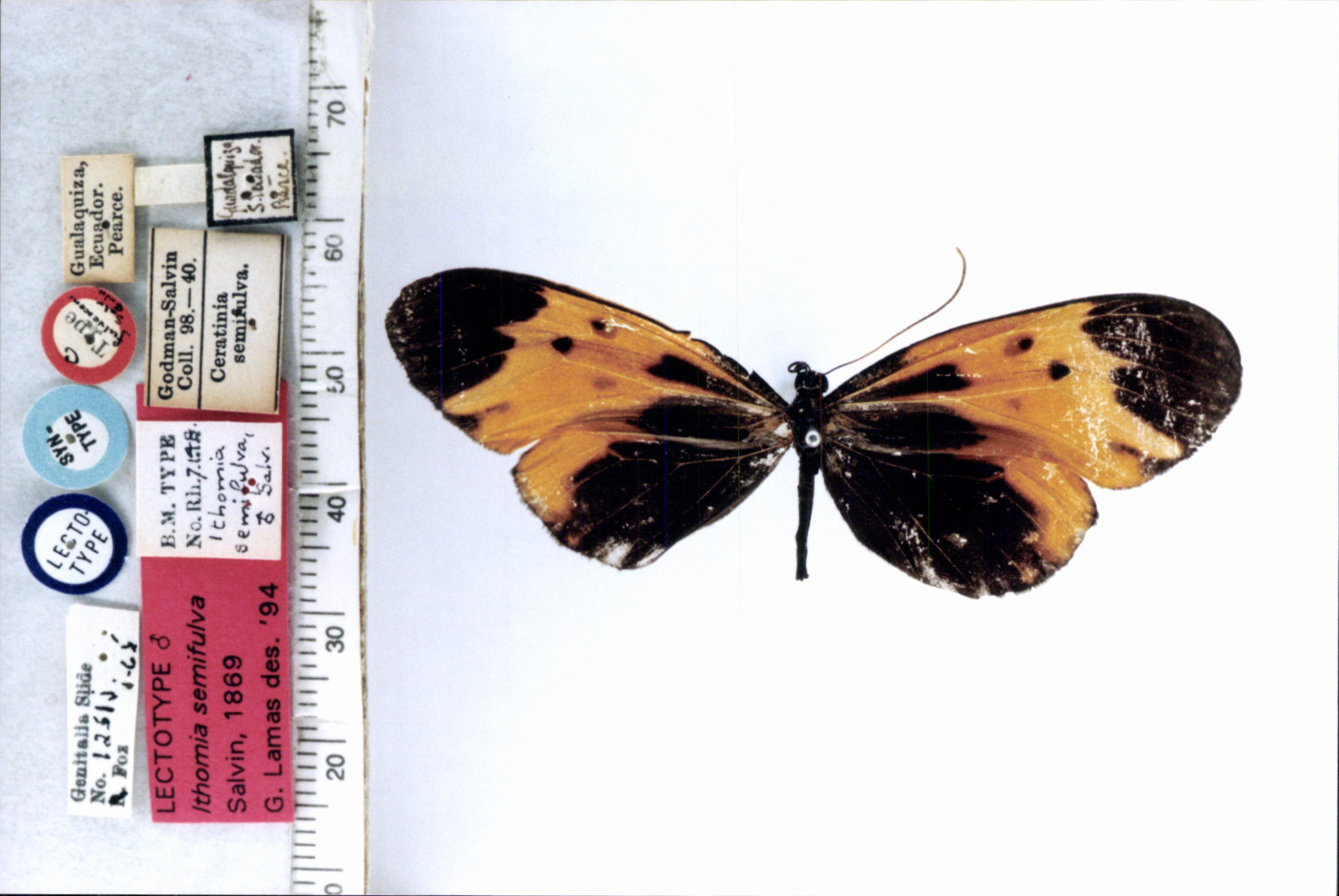 Hypothyris s. semifulva LECTOTYPE, TL: Ecuador