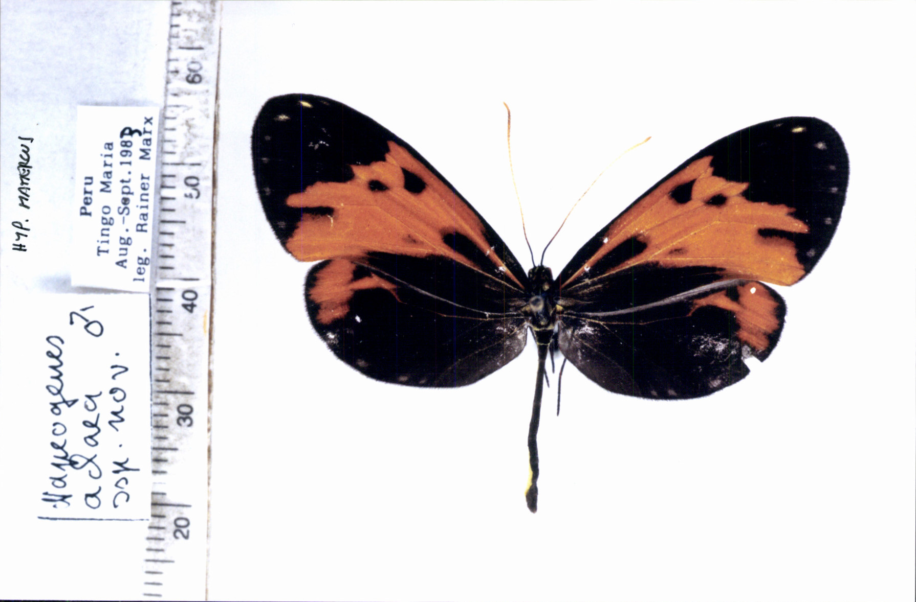 Hypothyris m. mamercus specimen, TL: Ecuador
