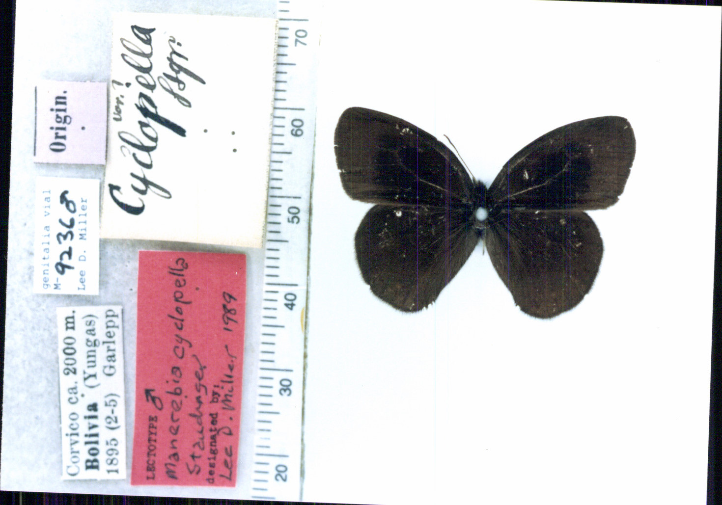 Manerebia cyclopella (type specimens)