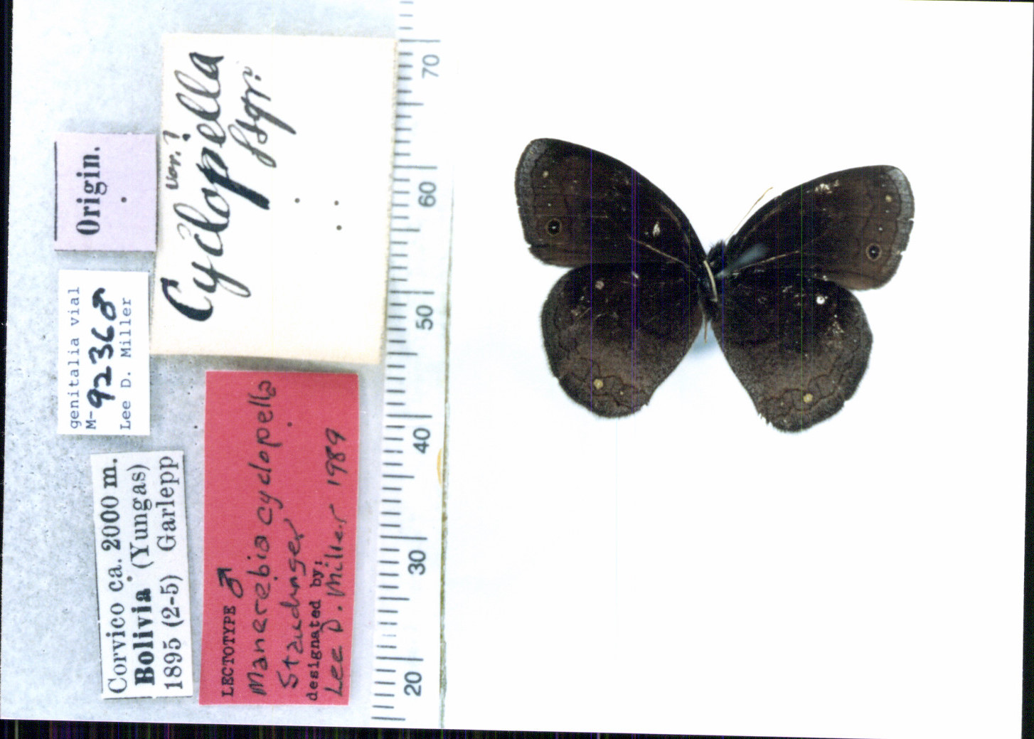 Manerebia cyclopella (type specimens)