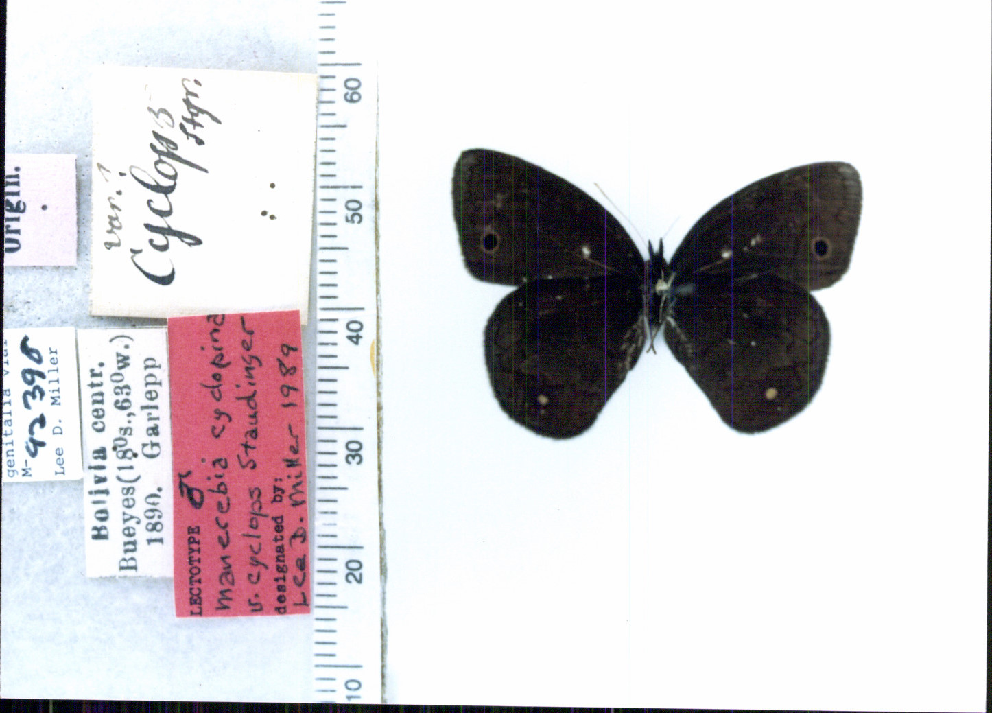 Manerebia cyclops (type specimens)