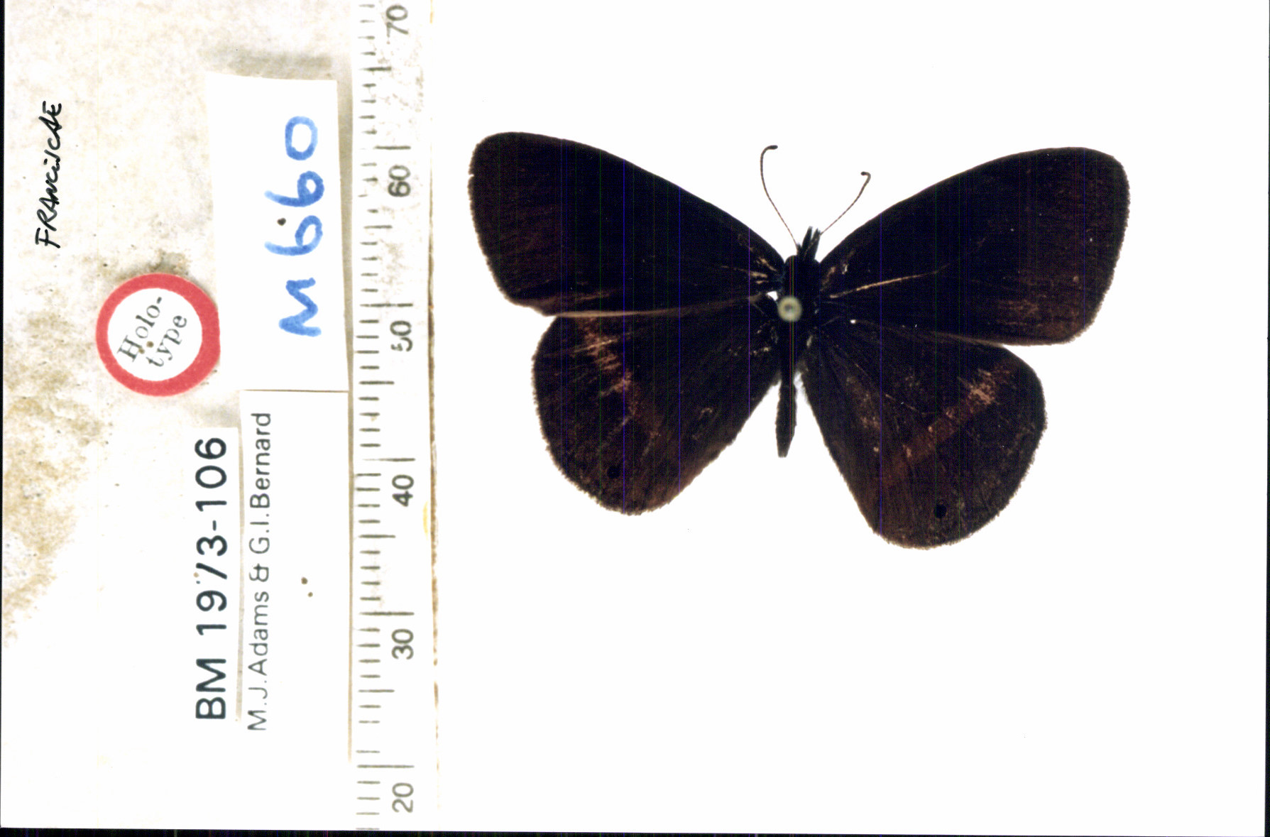 Manerebia f. franciscae (type specimens)