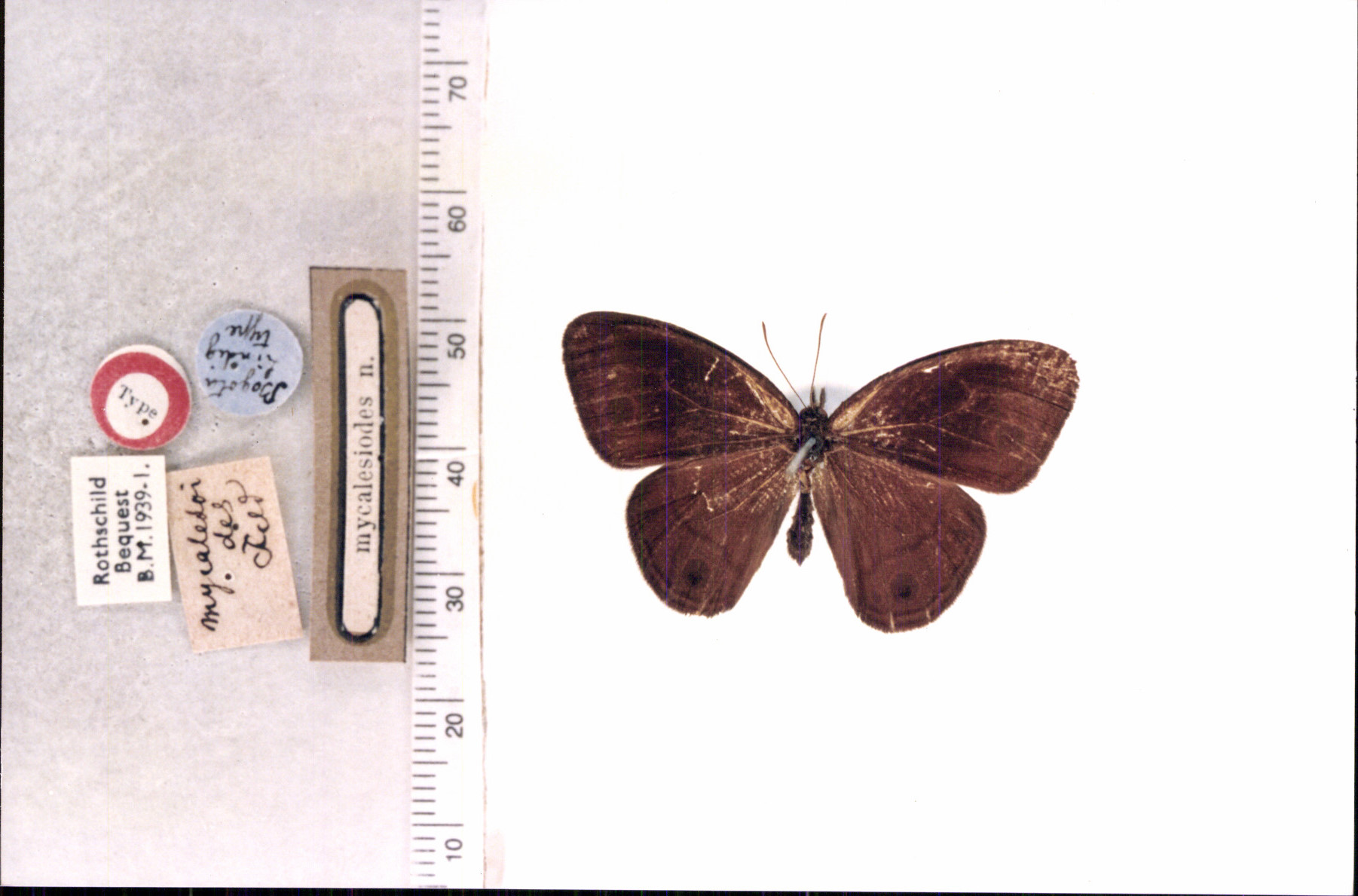 Manerebia mycalesoides TYPE, TL: Colombia