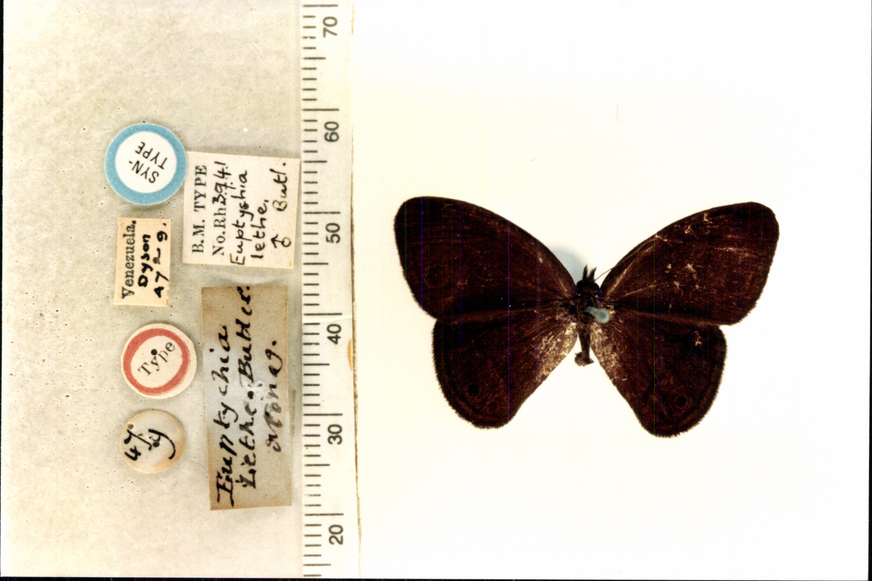Manerebia mycalesoides (SYNTYPE of Euptychia lethe A. Butler, 1867, TL ...