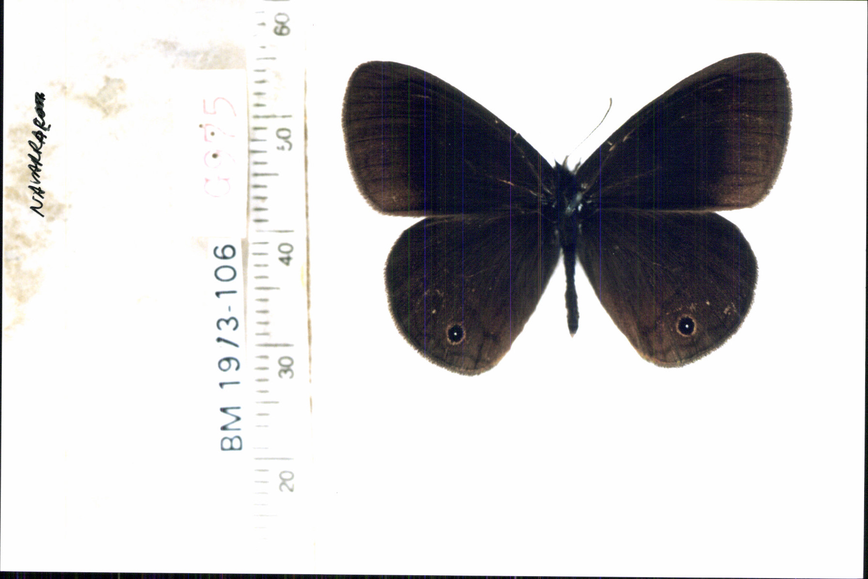 Manerebia navarrae (pinned specimens)