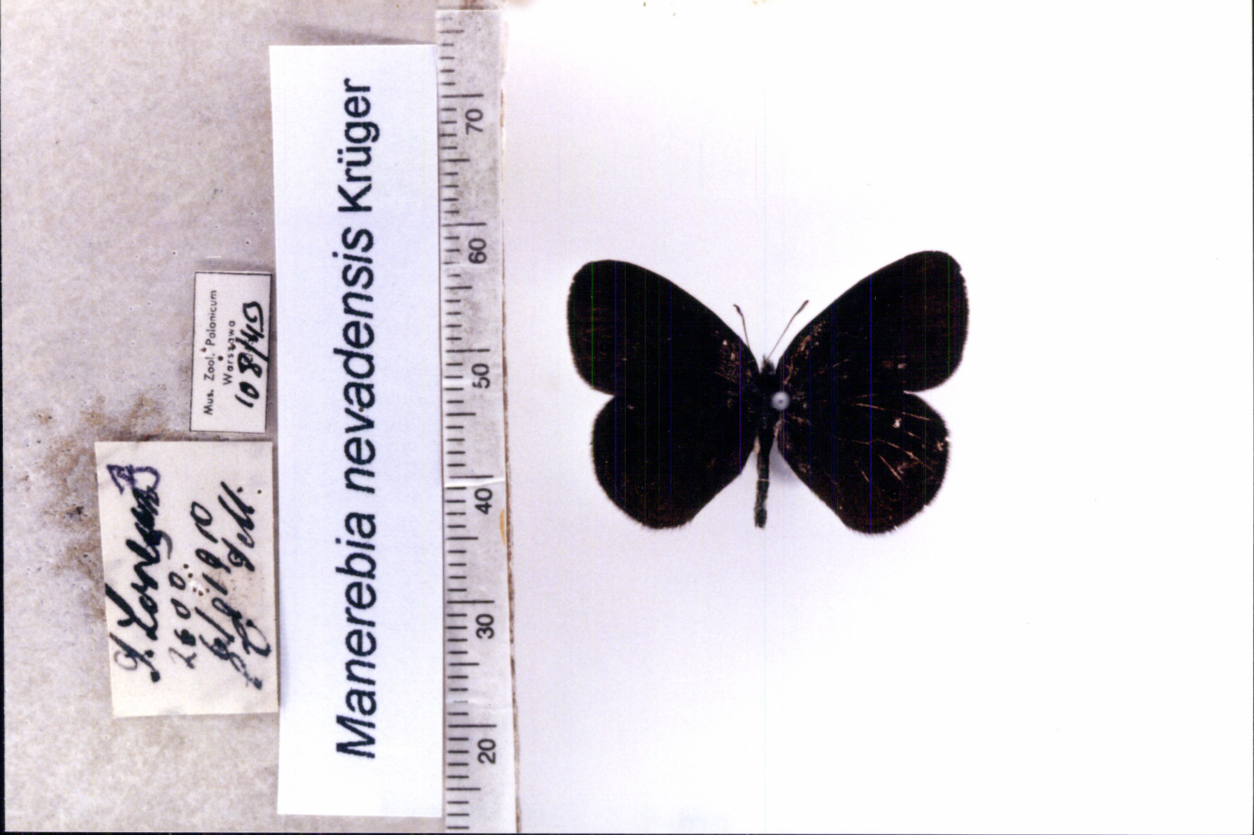 Manerebia nevadensis (pinned specimens)