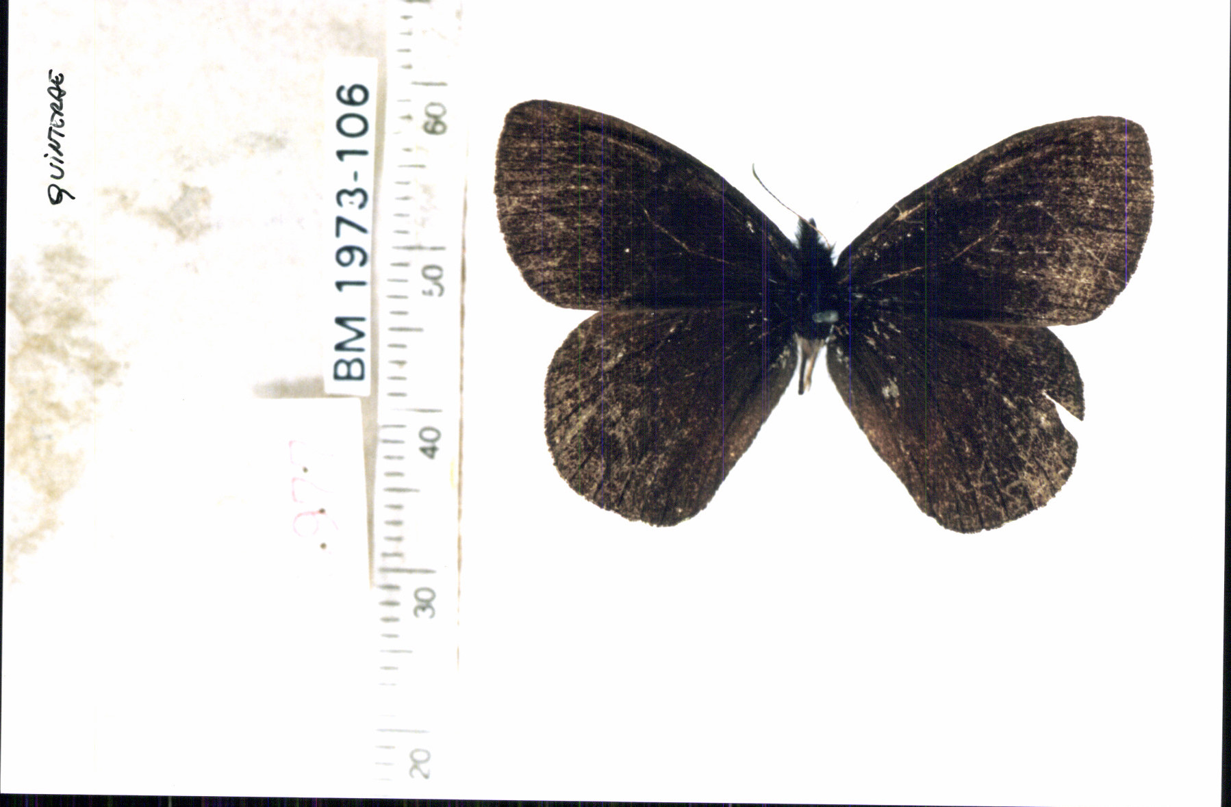 Manerebia quinterae (pinned specimens)