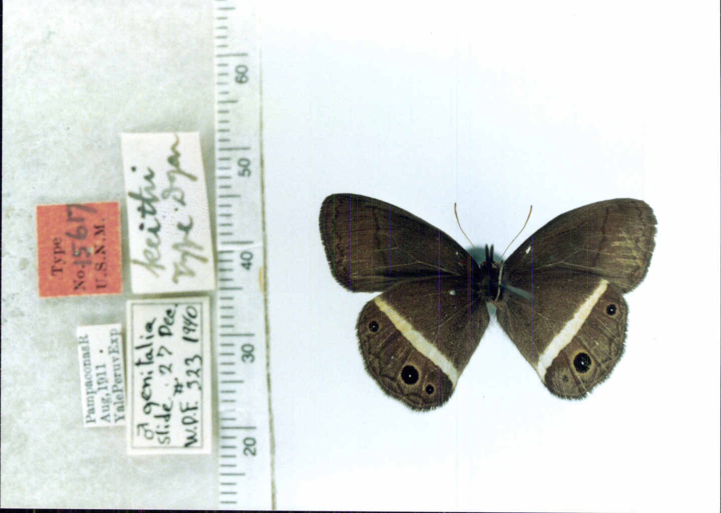 Manerebia satura keithi (type specimens)