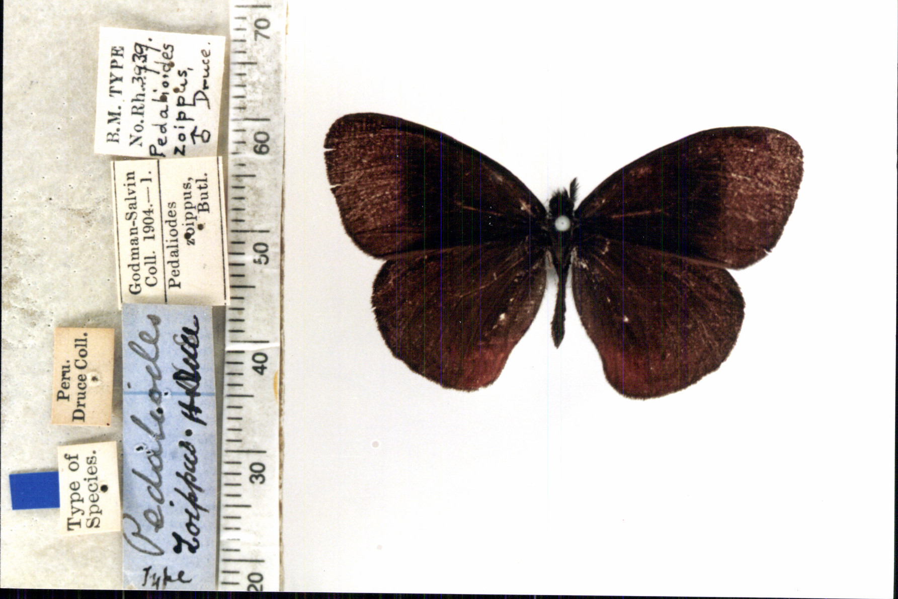 Manerebia zoippus (type specimens)