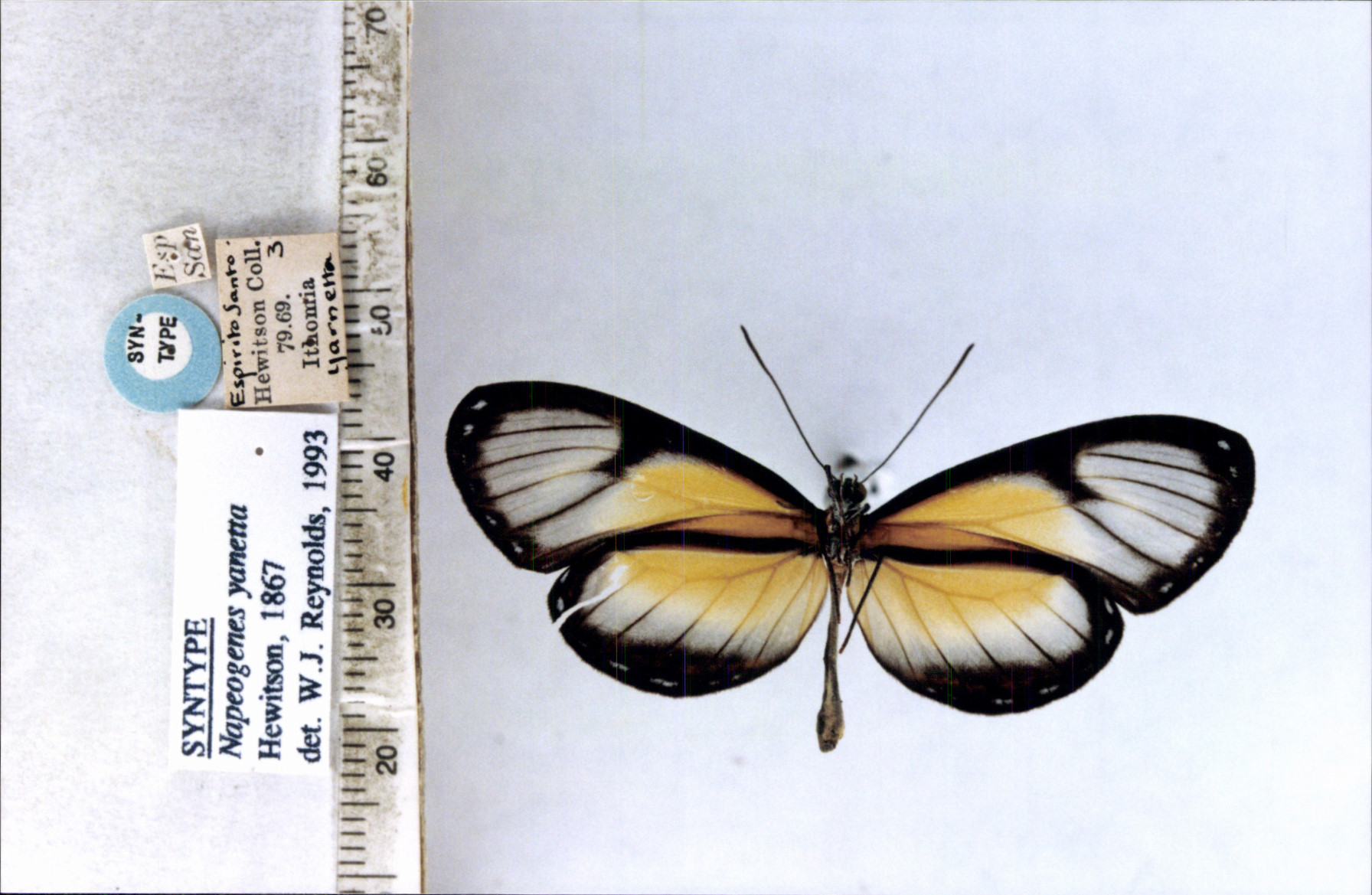 Napeogenes rhezia yanetta (type specimens)