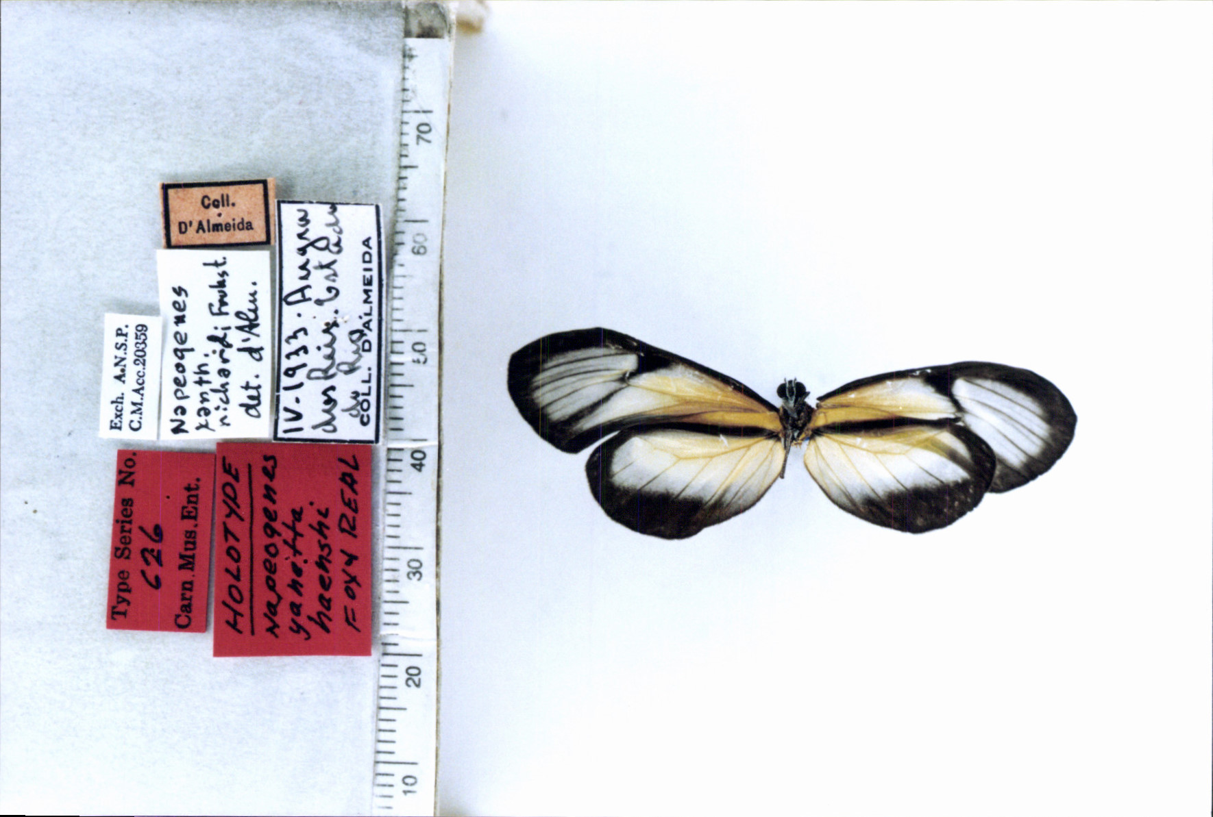 Napeogenes rhezia yanetta (type specimens)