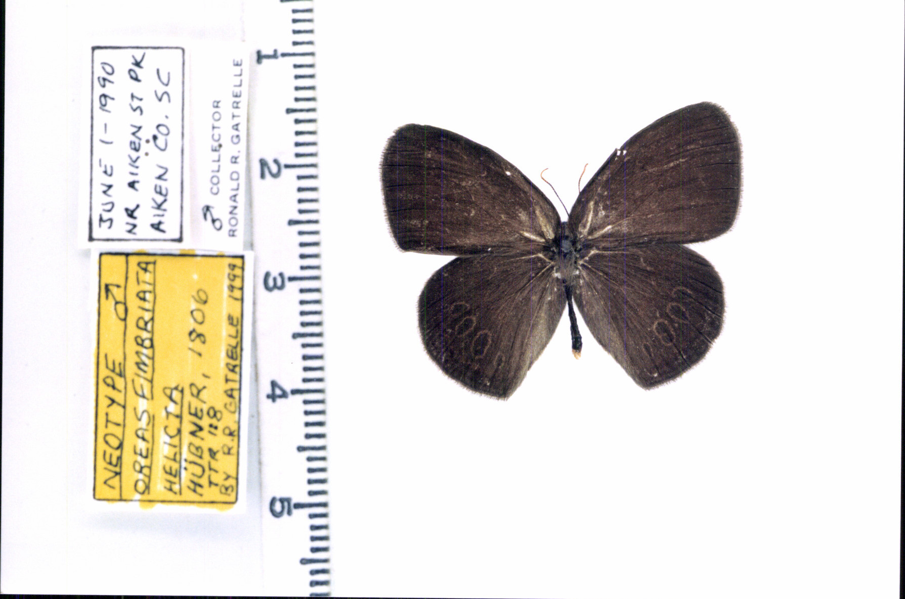 Neonympha h. helicta (type specimens)