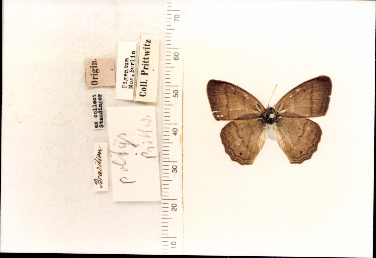 Paryphthimoides p. poltys (type specimens)