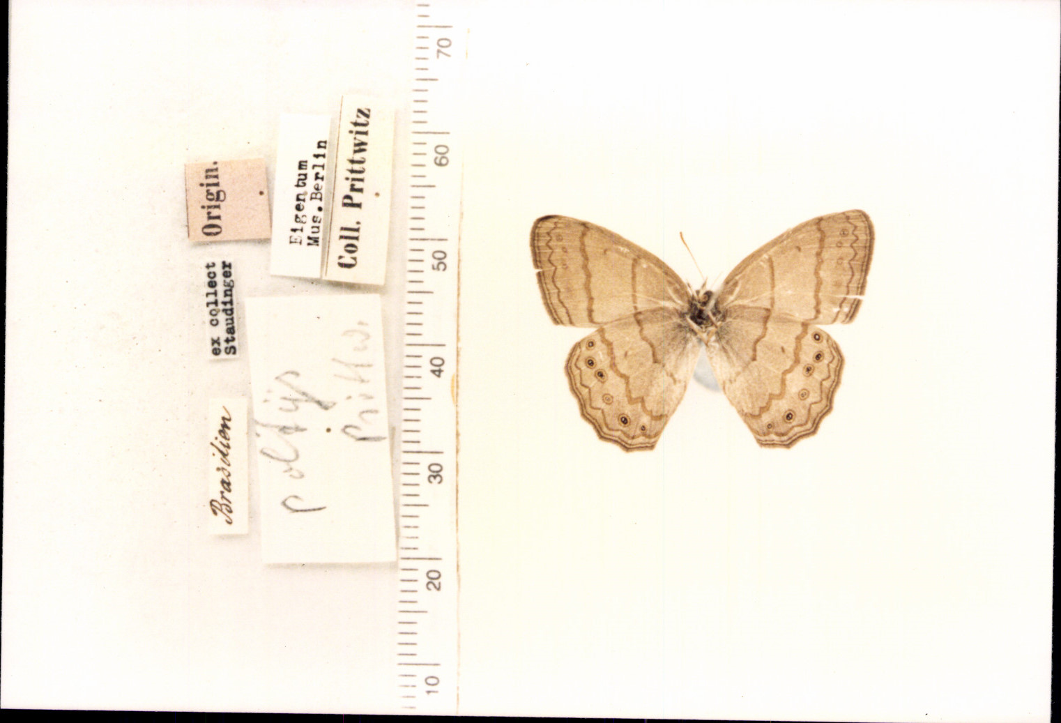 Paryphthimoides p. poltys (type specimens)
