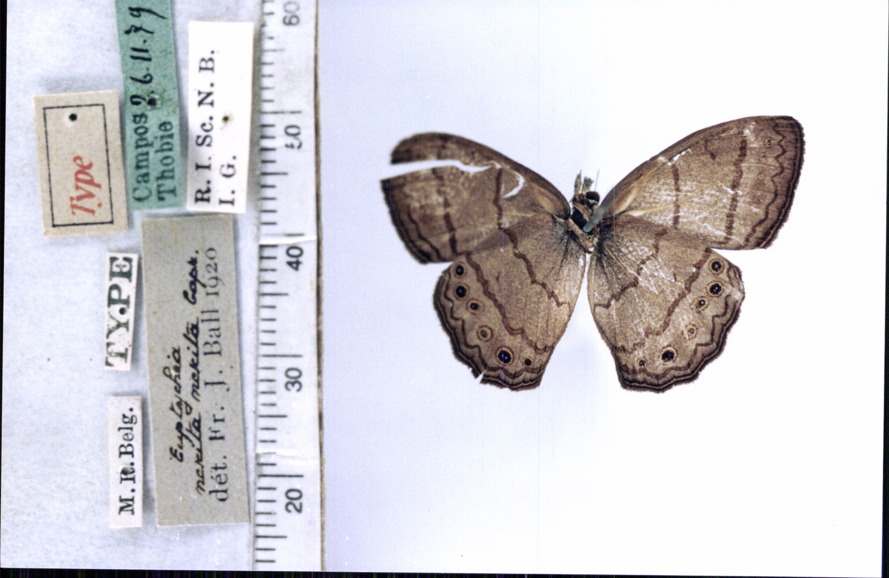 Paryphthimoides poltys (type specimens)