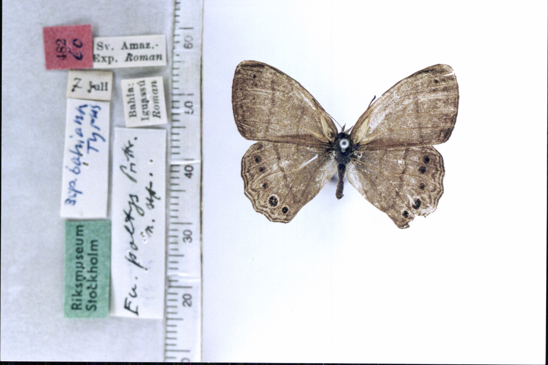 Paryphthimoides poltys (type specimens)