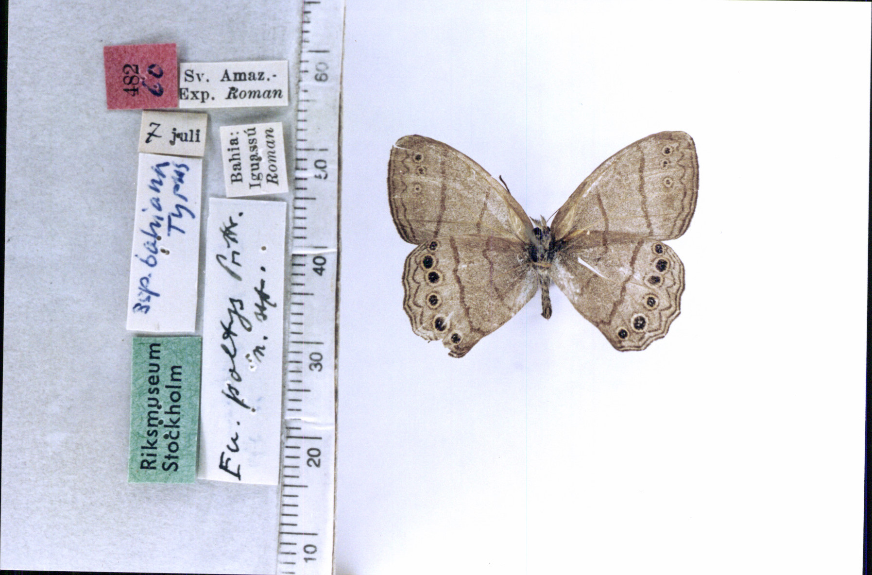 Paryphthimoides poltys (type specimens)