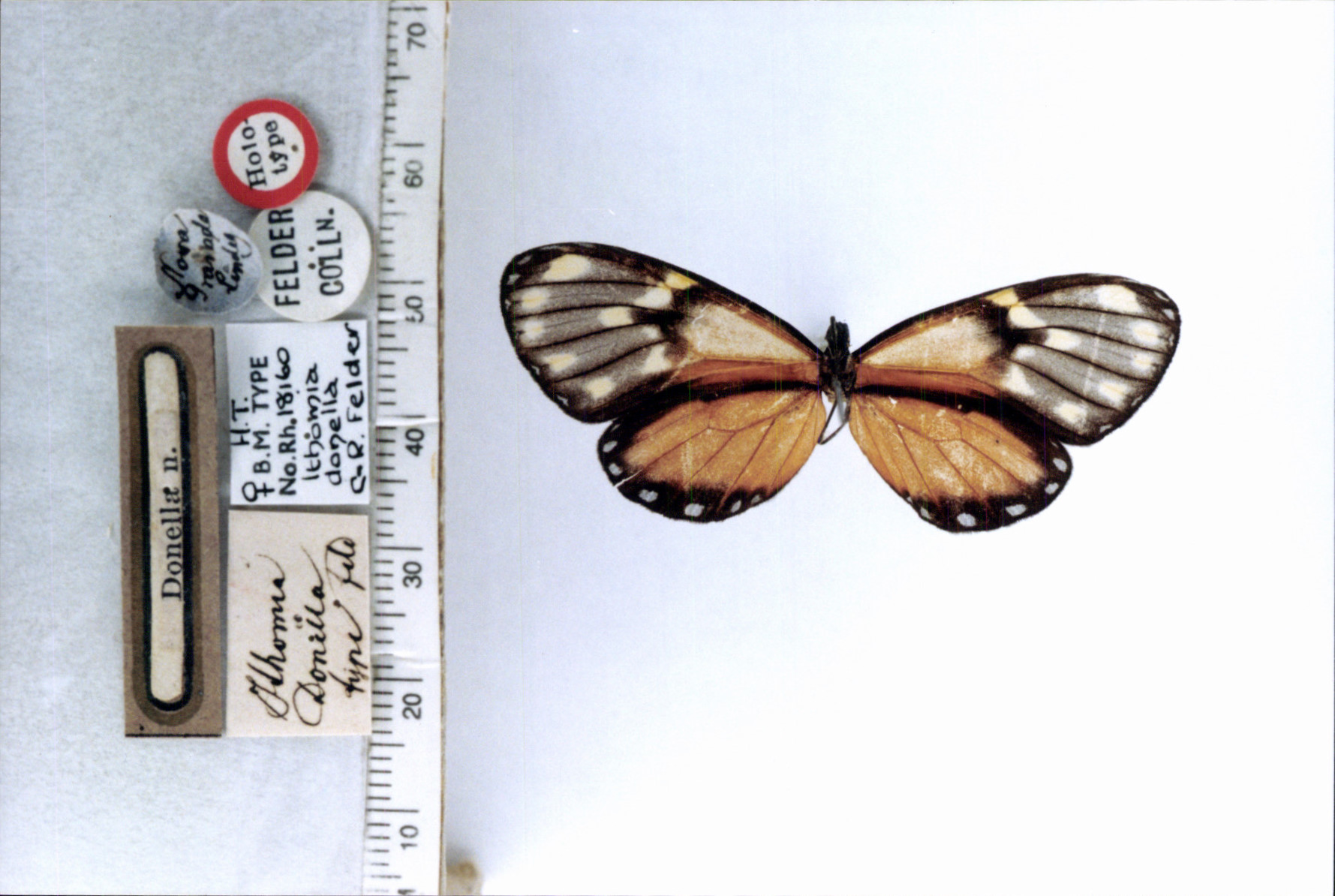 Pteronymia d. donella HOLOTYPE, TL: Colombia
