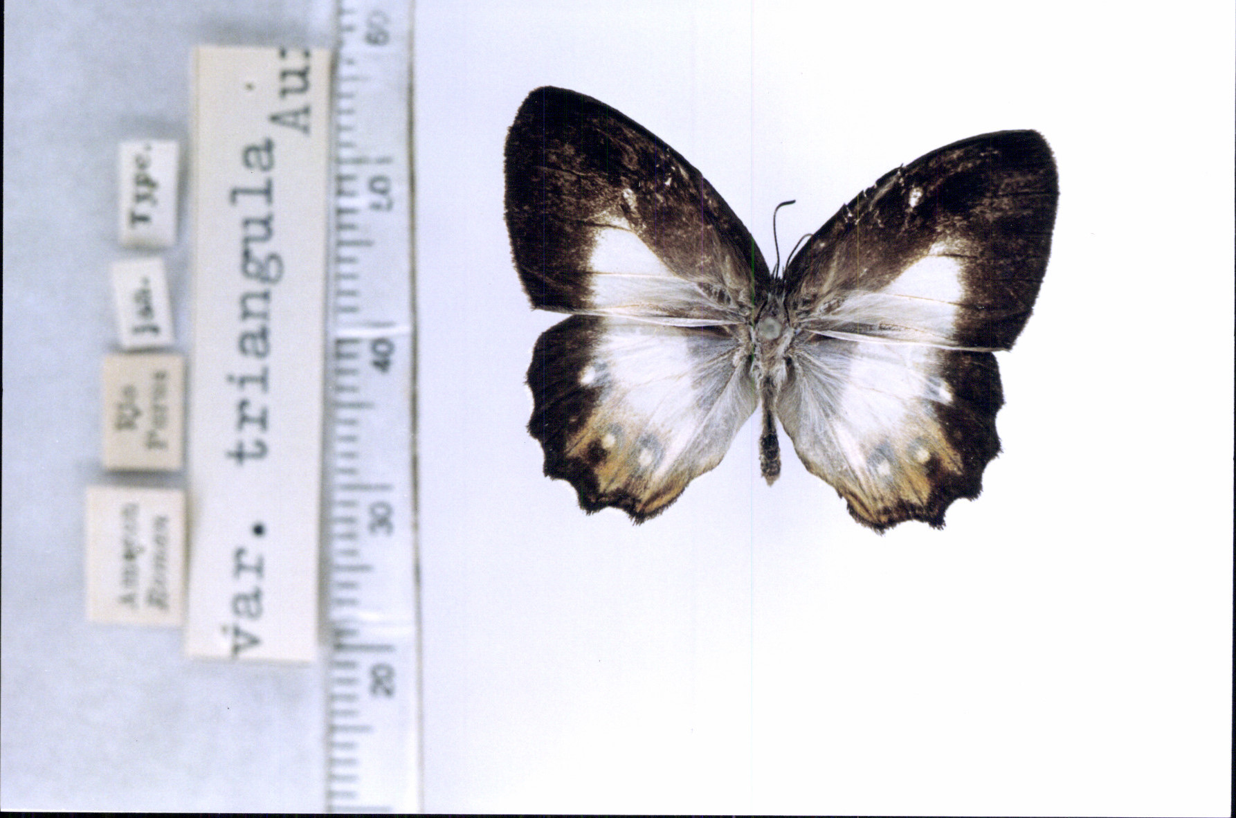 Splendeuptychia triangula (type specimens)