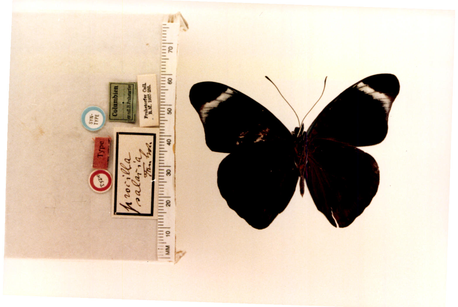 Panacea p. procilla (type specimens)