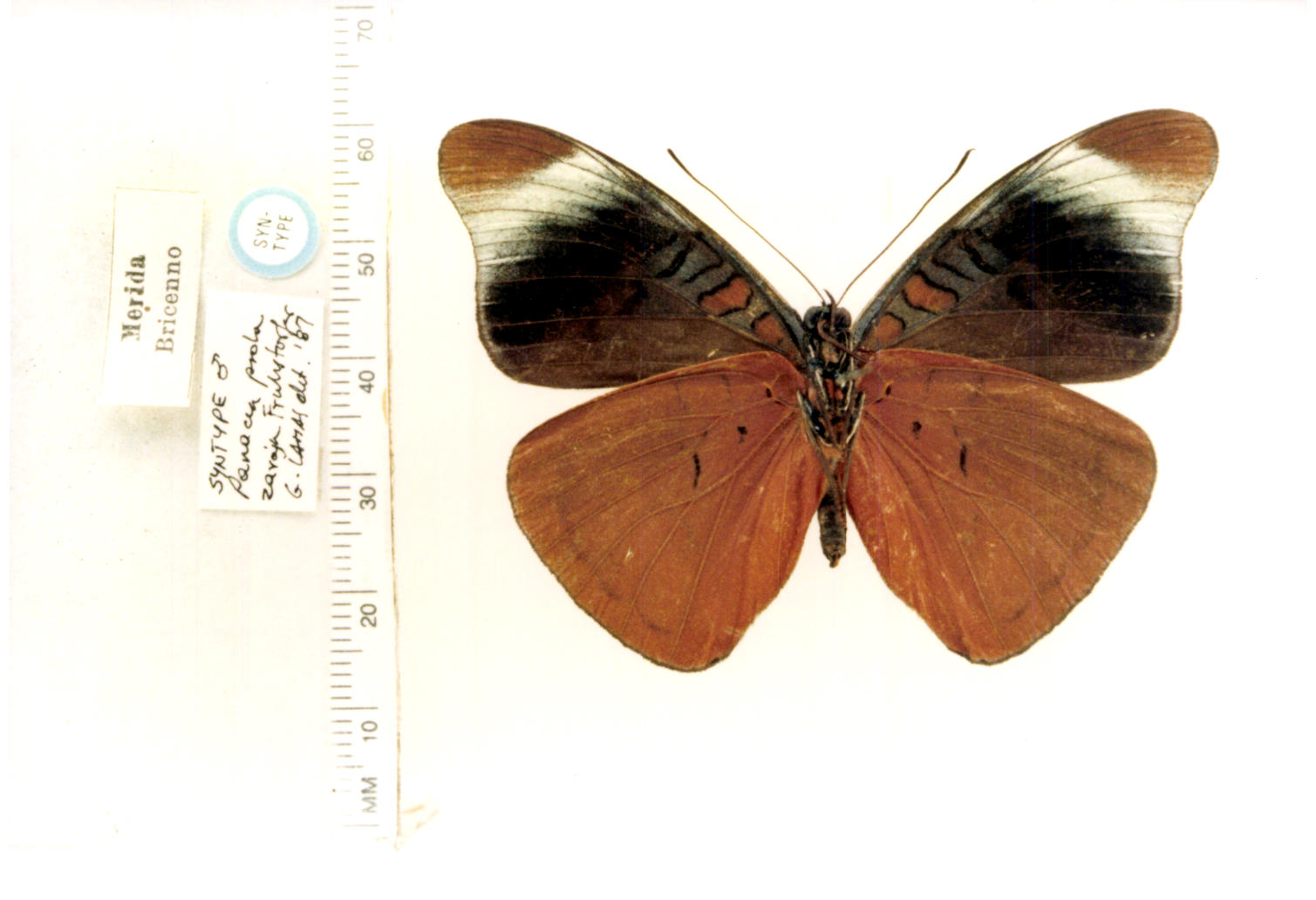 Panacea p. prola (TYPE of Panacea prola zaraja Fruhstorfer, 1912, TL ...