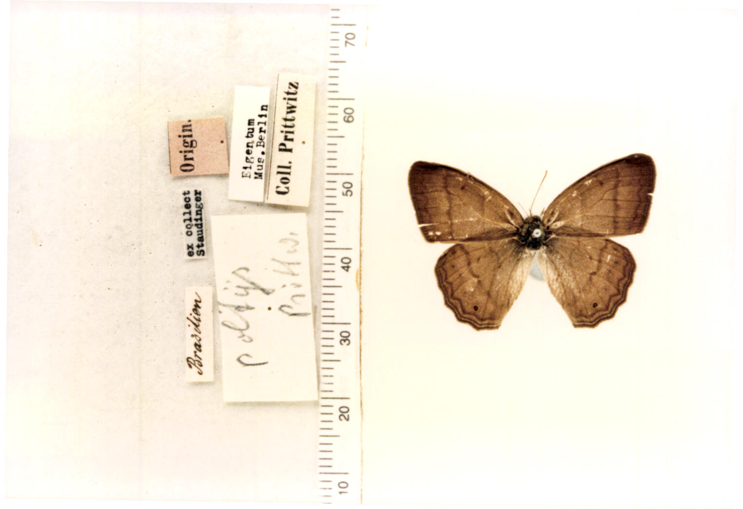 Paryphthimoides p. poltys (type specimens)