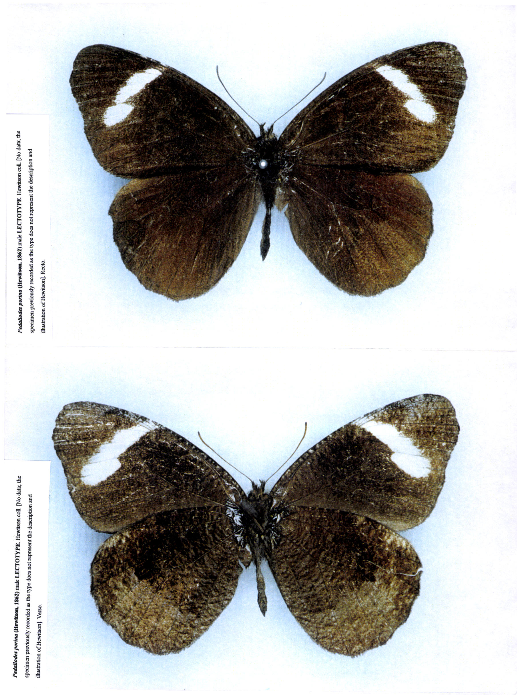 Pedaliodes p. porina TYPE