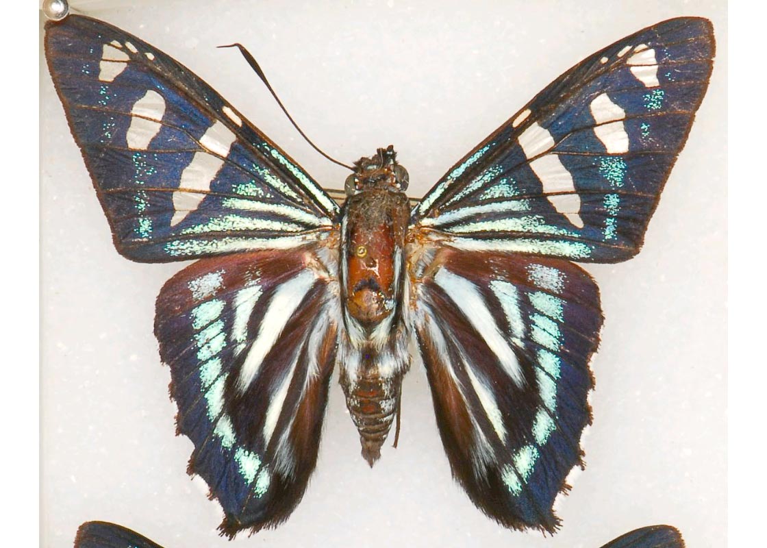 Phocides perillus (pinned specimens)