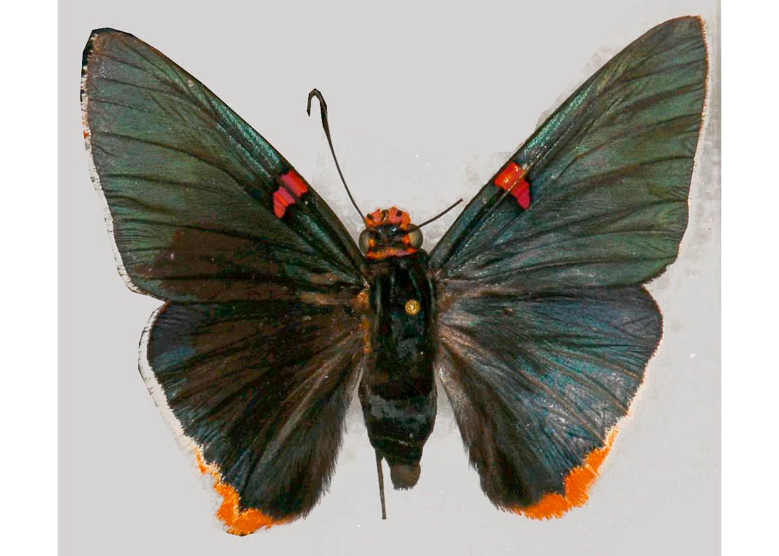 Phocides polybius phanias (pinned specimens)