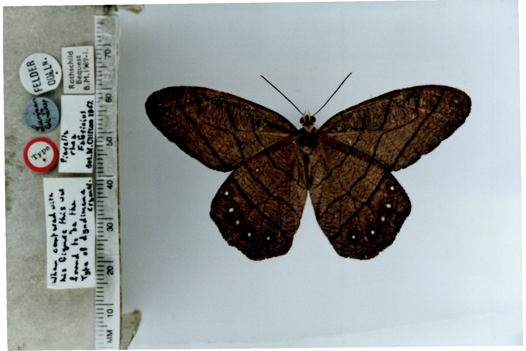 Pierella l. lamia (type specimens)