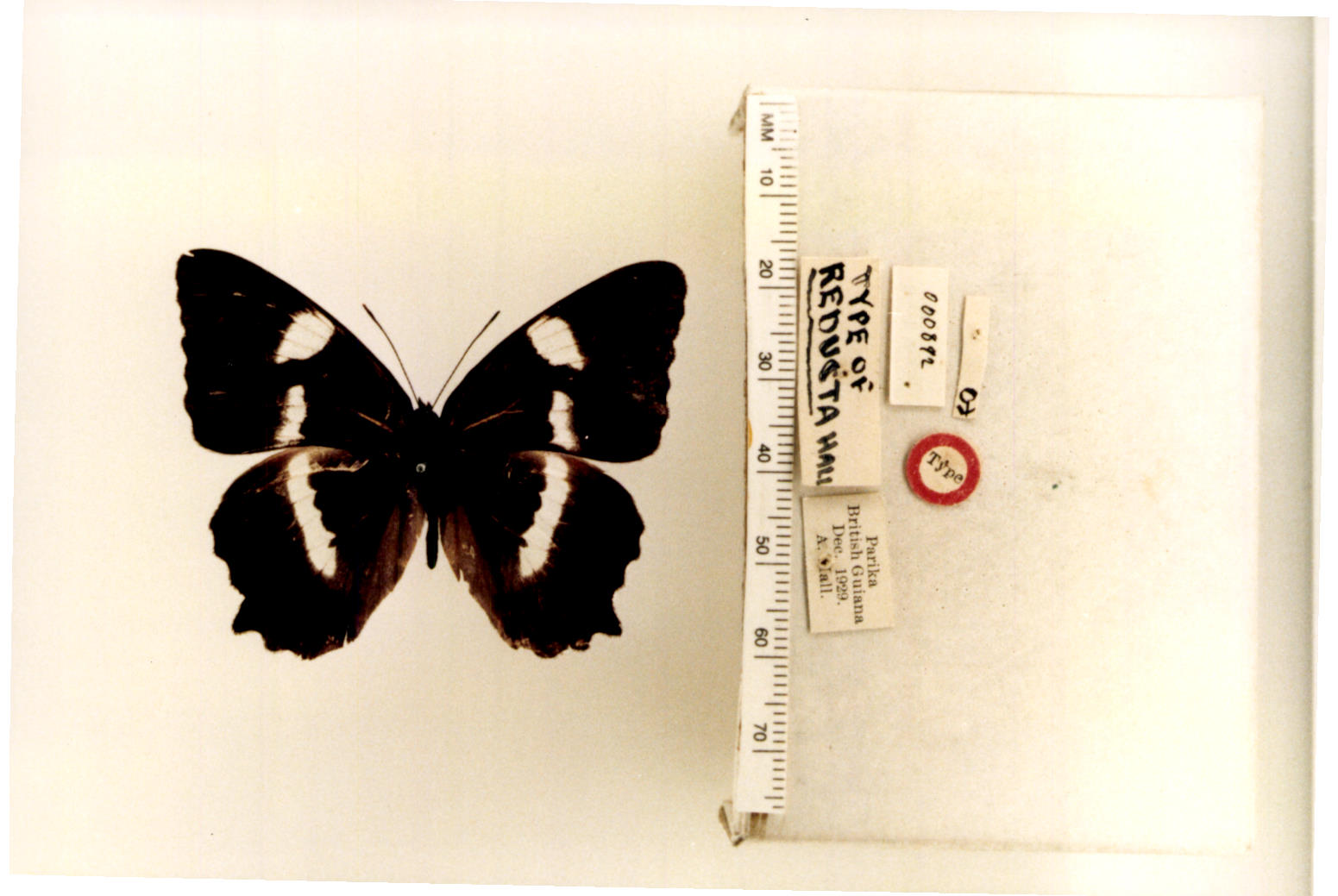 Pyrrhogyra n. neaerea (type specimens)