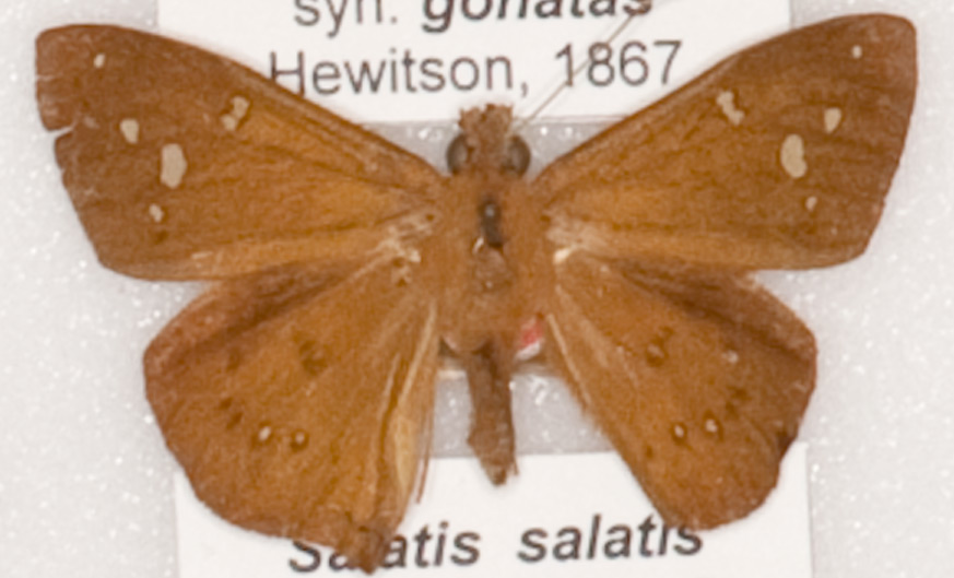 Salatis salatis (type specimens)