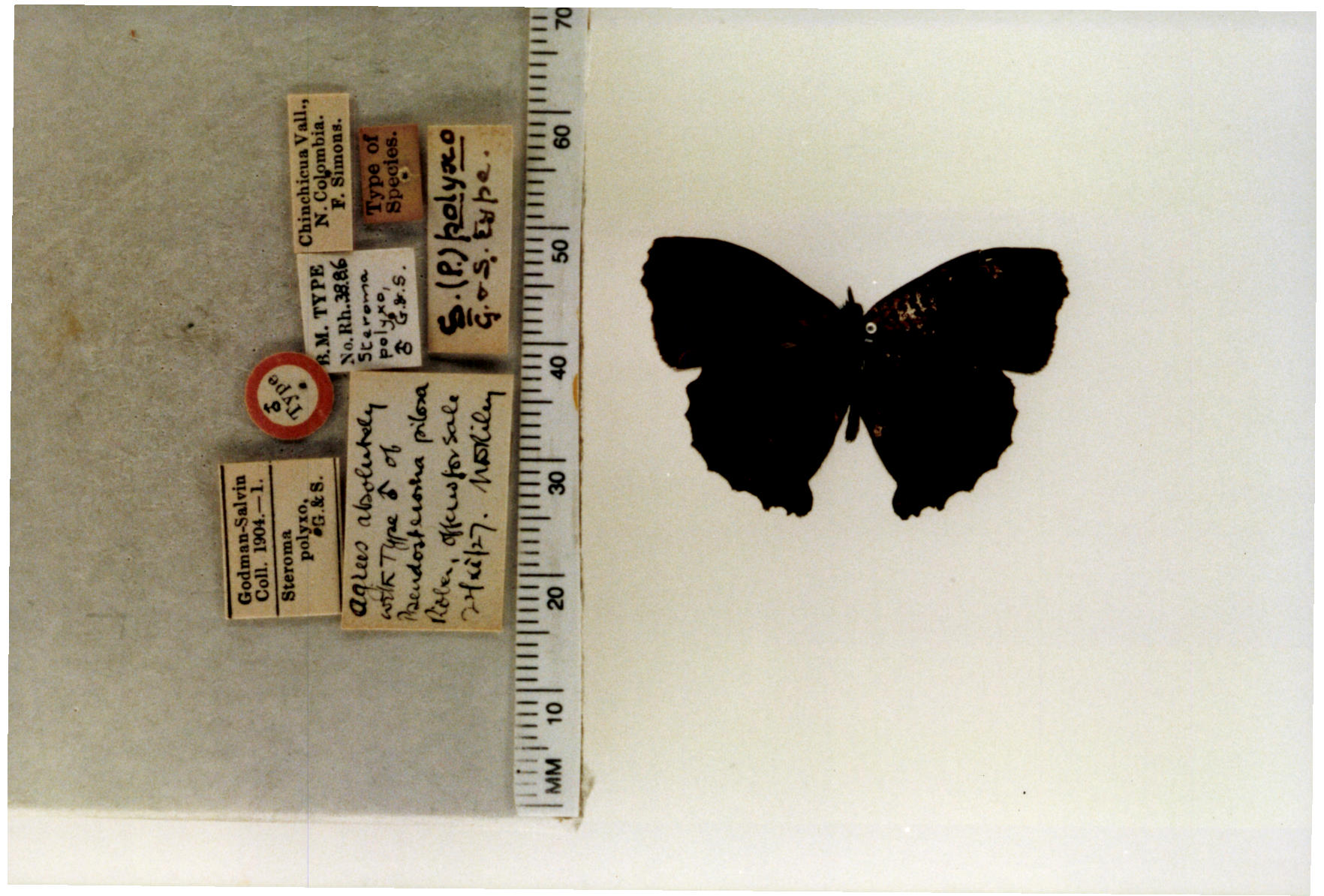 Steroma polyxo (type specimens)