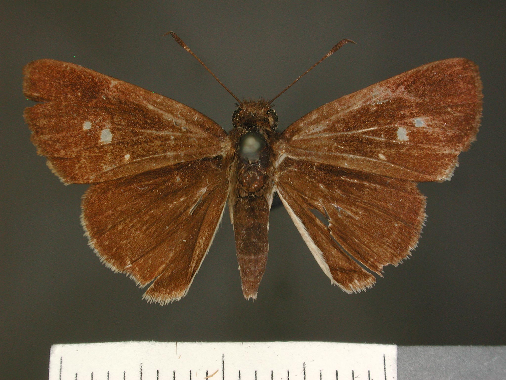 Contrastia distigma (TYPE of Cobalus stigmula Mabille, 1891)