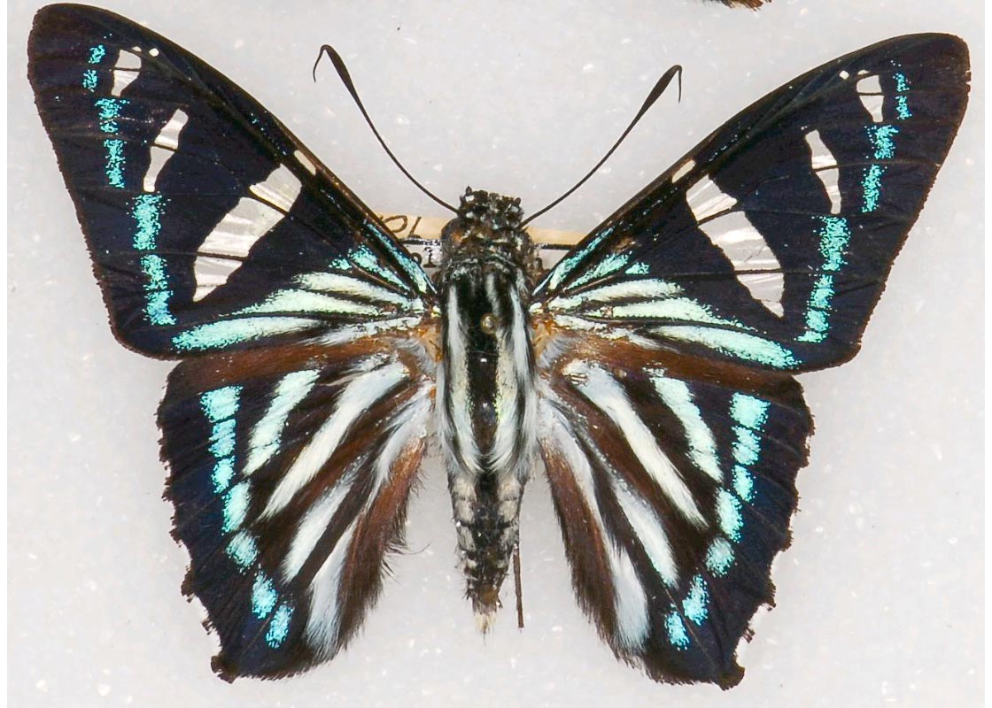 Phocides vulcanides specimen, TL: Colombia, [USNM]