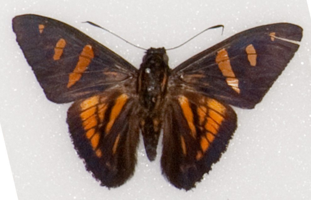 Phocides y. yokhara (type specimens)
